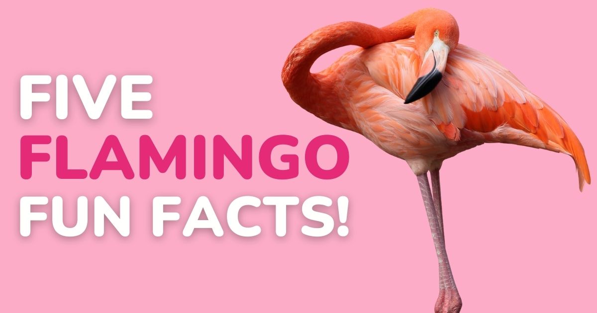 5 Fantastic Flamingo Fun Facts! | The Popular Flamingo
