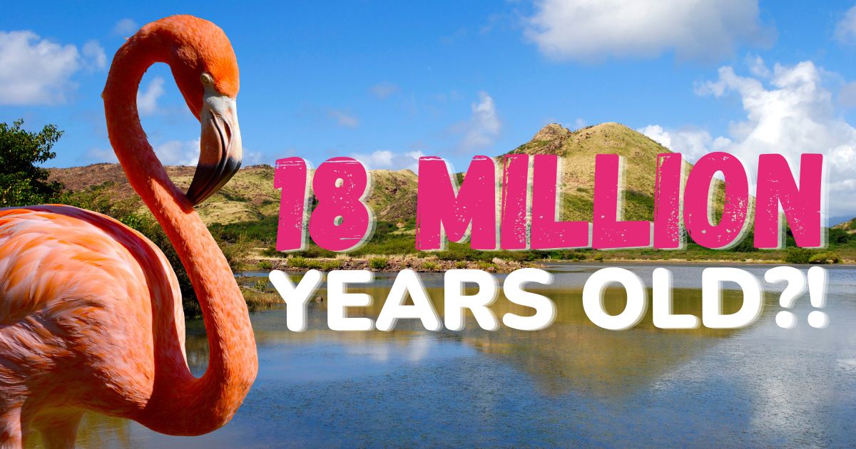 Flamingos Might Be 18 Million Years Old! | The Popular Flamingo