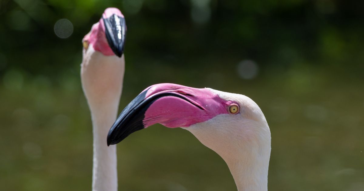 What Color Are Flamingo Legs? | The Popular Flamingo
