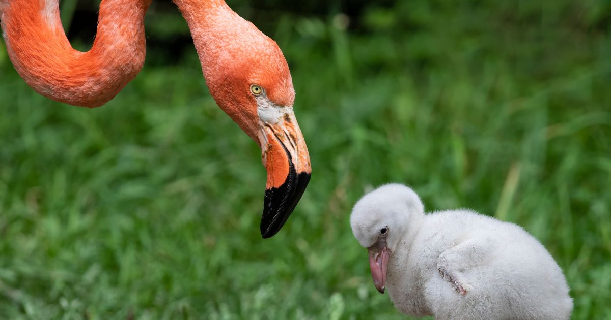 Flamingos Produce Milk? Yep, And This Is How & Why