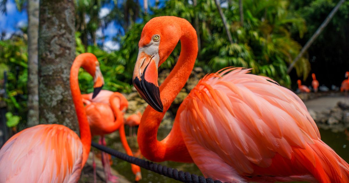 International Flamingo Day 2024: What You Need to Know