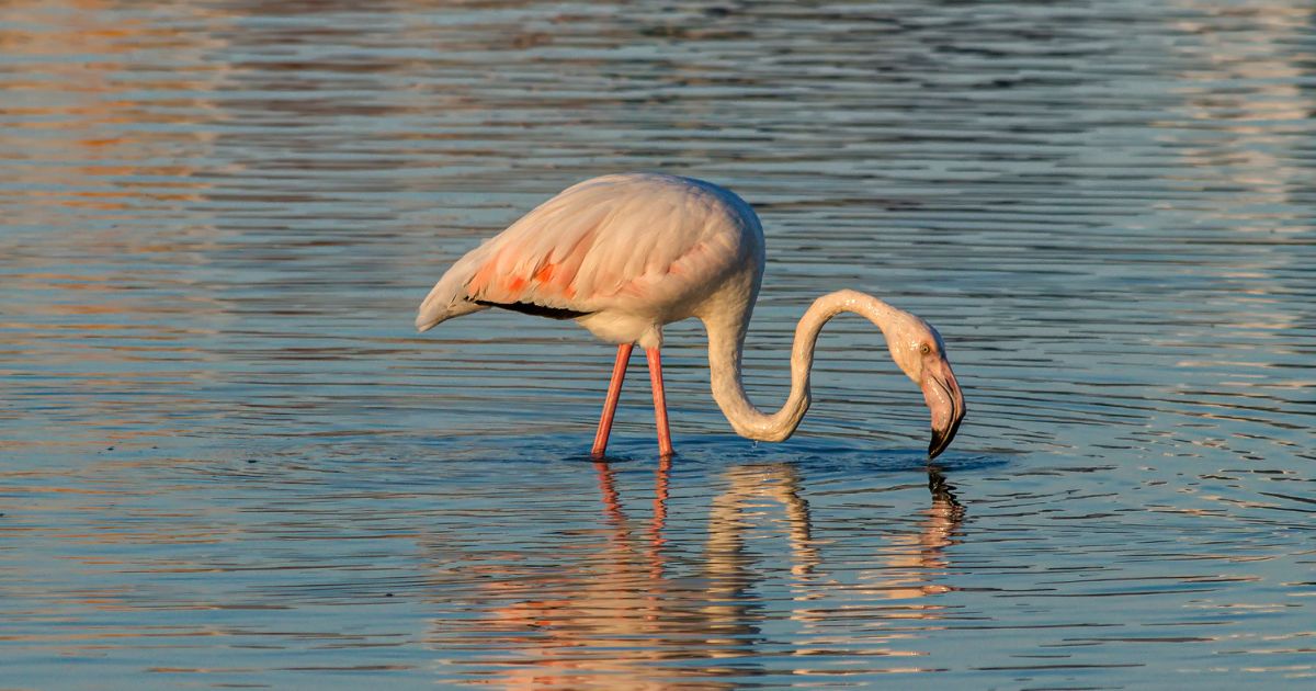 Cape Cod Flamingo: Fabulous Fowl Found in Massachusetts | The Popular ...