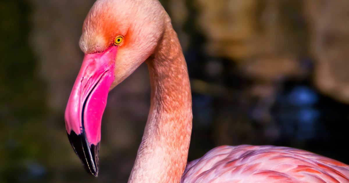 7 Beautiful Pink Birds From Across the World | The Popular Flamingo