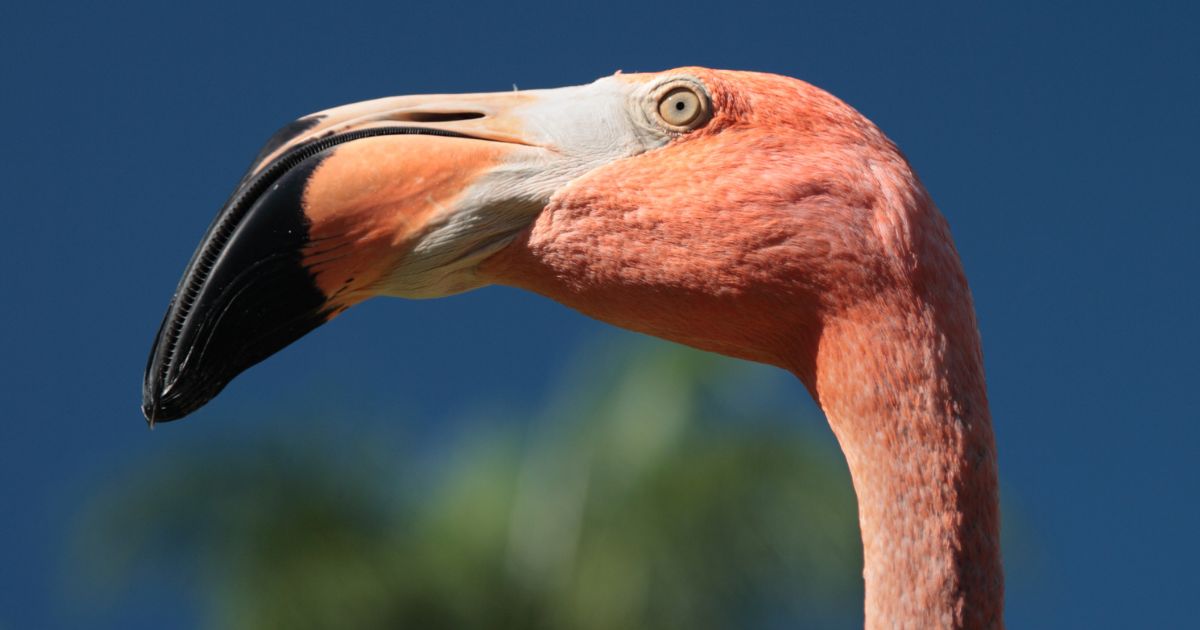 The Evolution of Flamingos | The Popular Flamingo