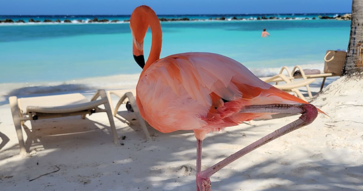Flamingo Habitats Explained | The Popular Flamingo