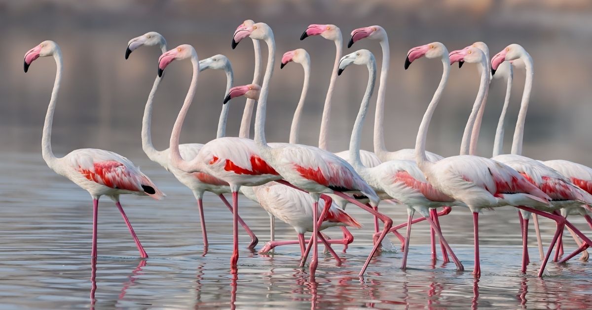 Flamingo Hunting in Iraq Continues Upward Trend | The Popular Flamingo