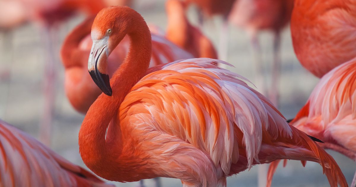 How Long Have Flamingos Existed? | The Popular Flamingo