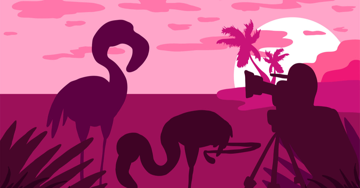 5 Best Flamingo Videos for Fun and Wonder